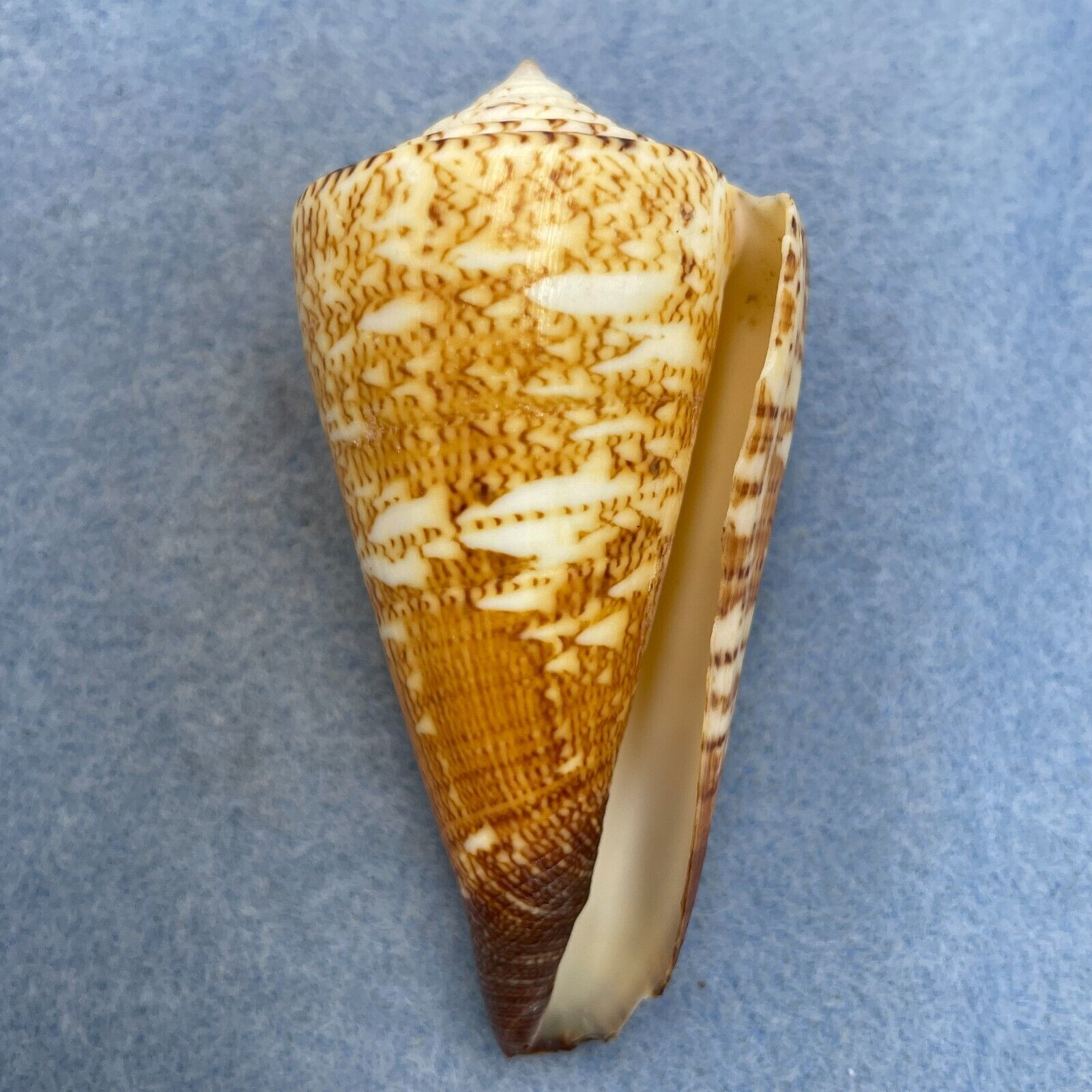 #8 Conus thalassiarchus 70.6mm F+ (Rough Lip) Palawan, Philippines ...