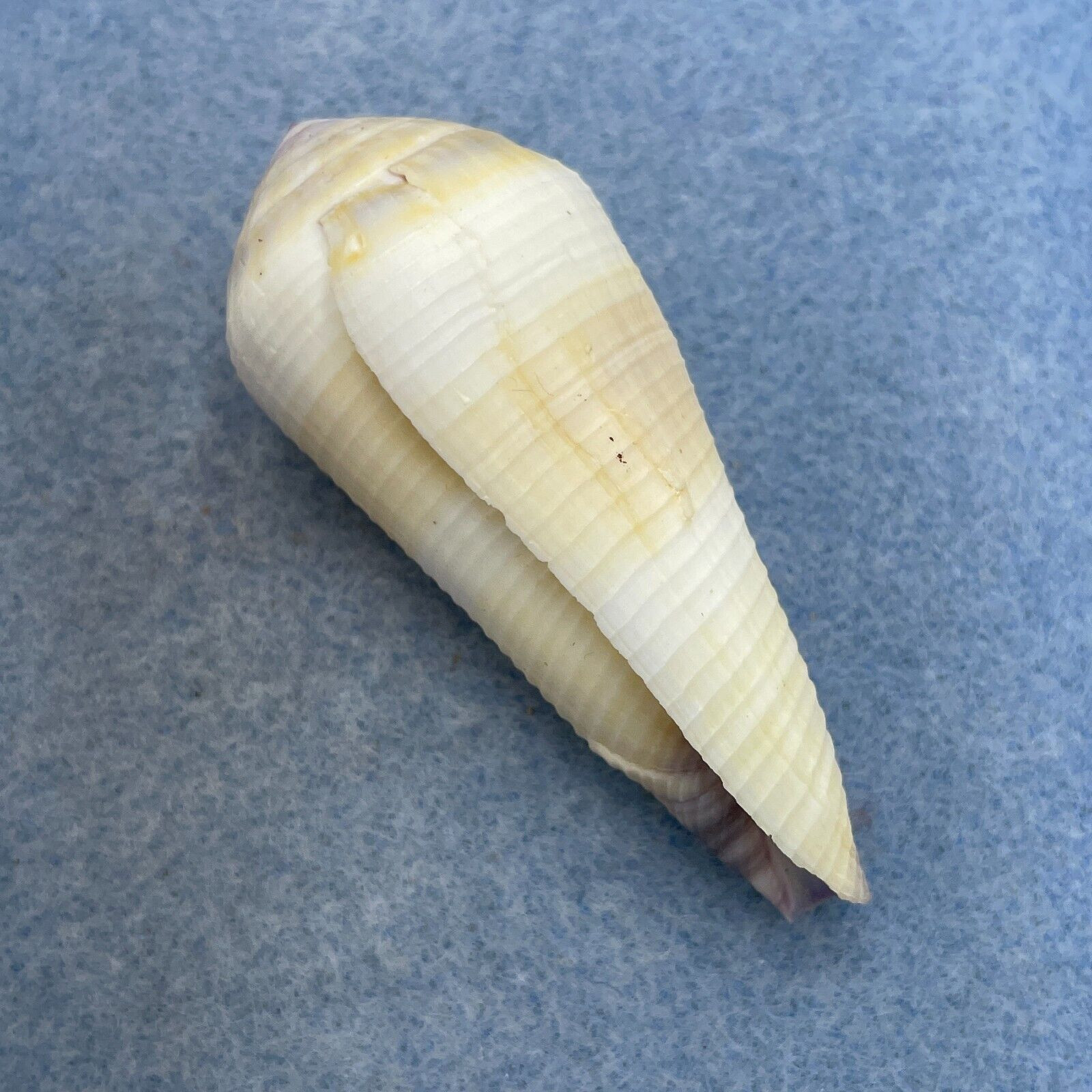 #2 Conus terebra 59mm F+ Trawled, Eastern Samar, Philippines - Cerulean ...