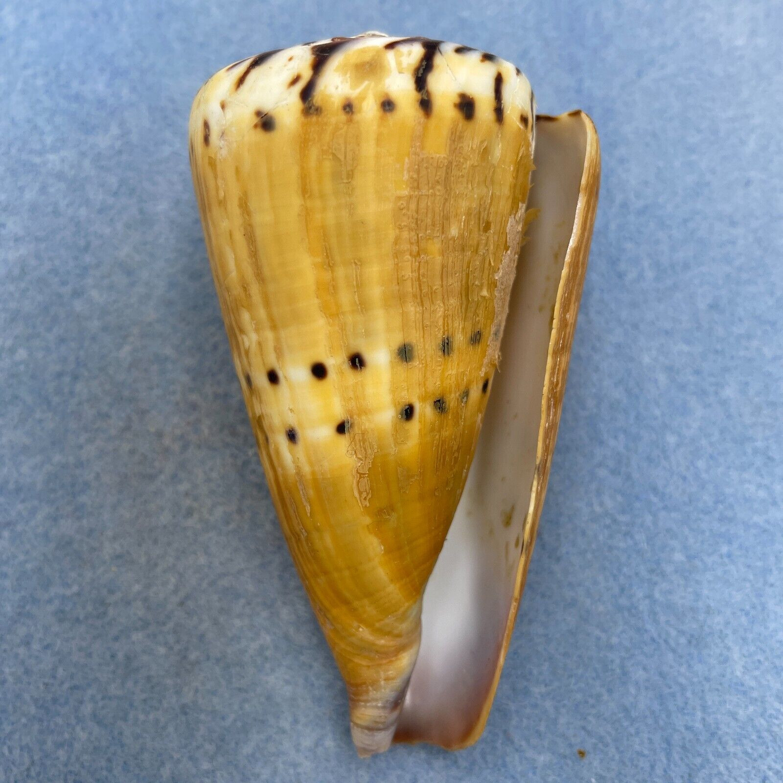 #5 Conus mustelinus 84.8mm F+ (Rough Lip) W/Periostracum Philippines ...