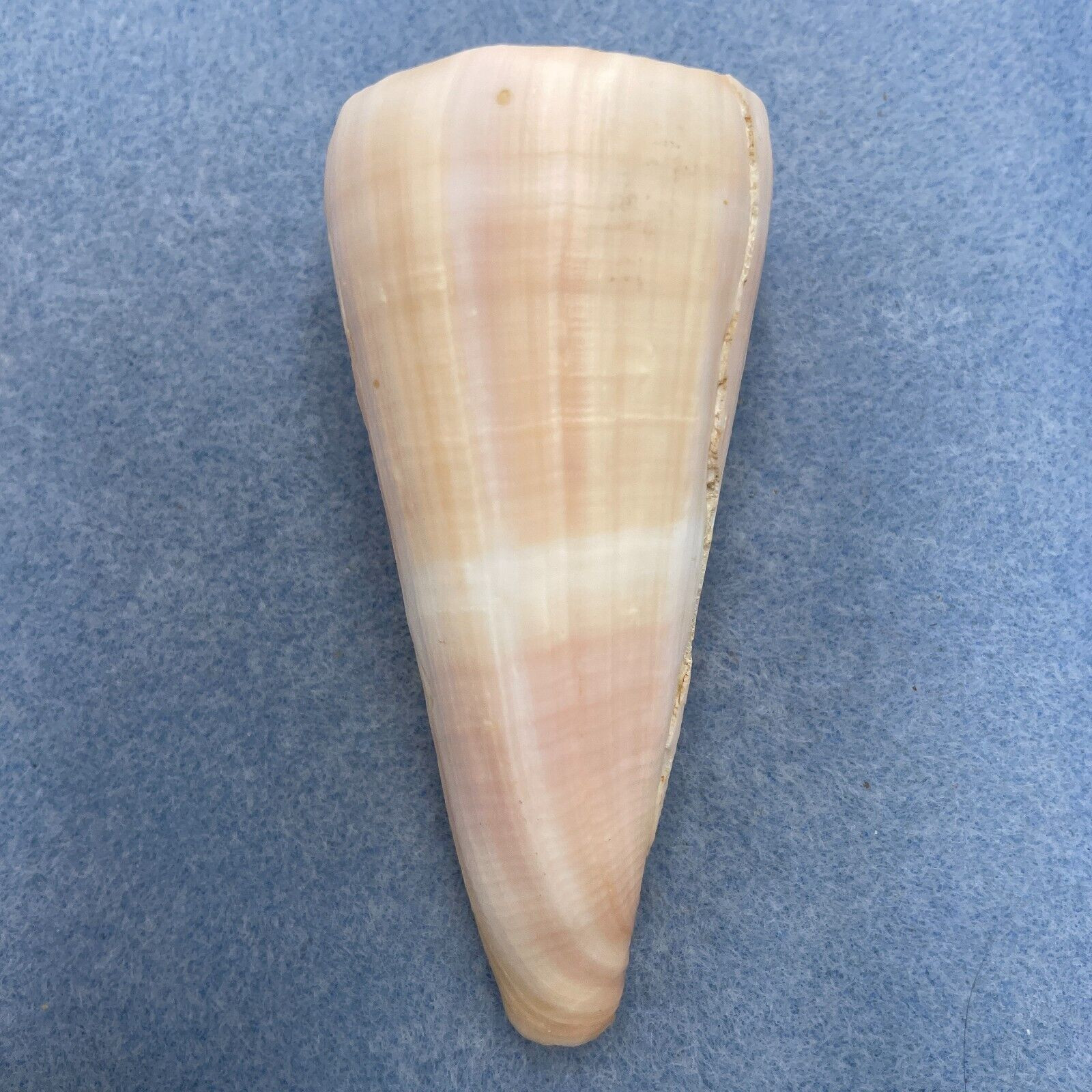 Conus kintoki 89mm F+ Cebu, Philippines - Cerulean Specimen Shells