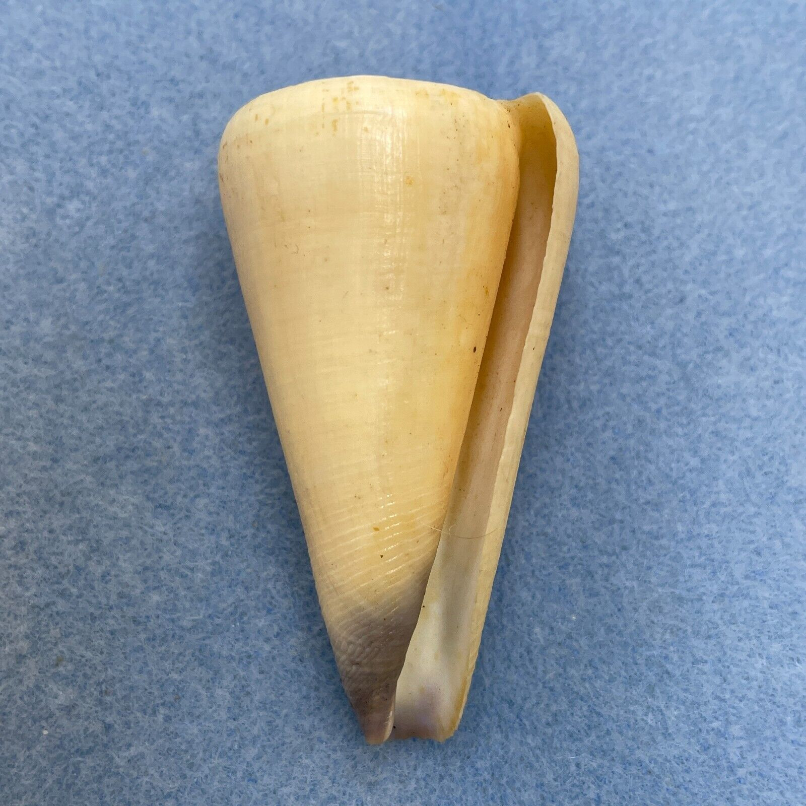 #9 Conus virgo 63mm F+ Bohol, Philippines - Cerulean Specimen Shells