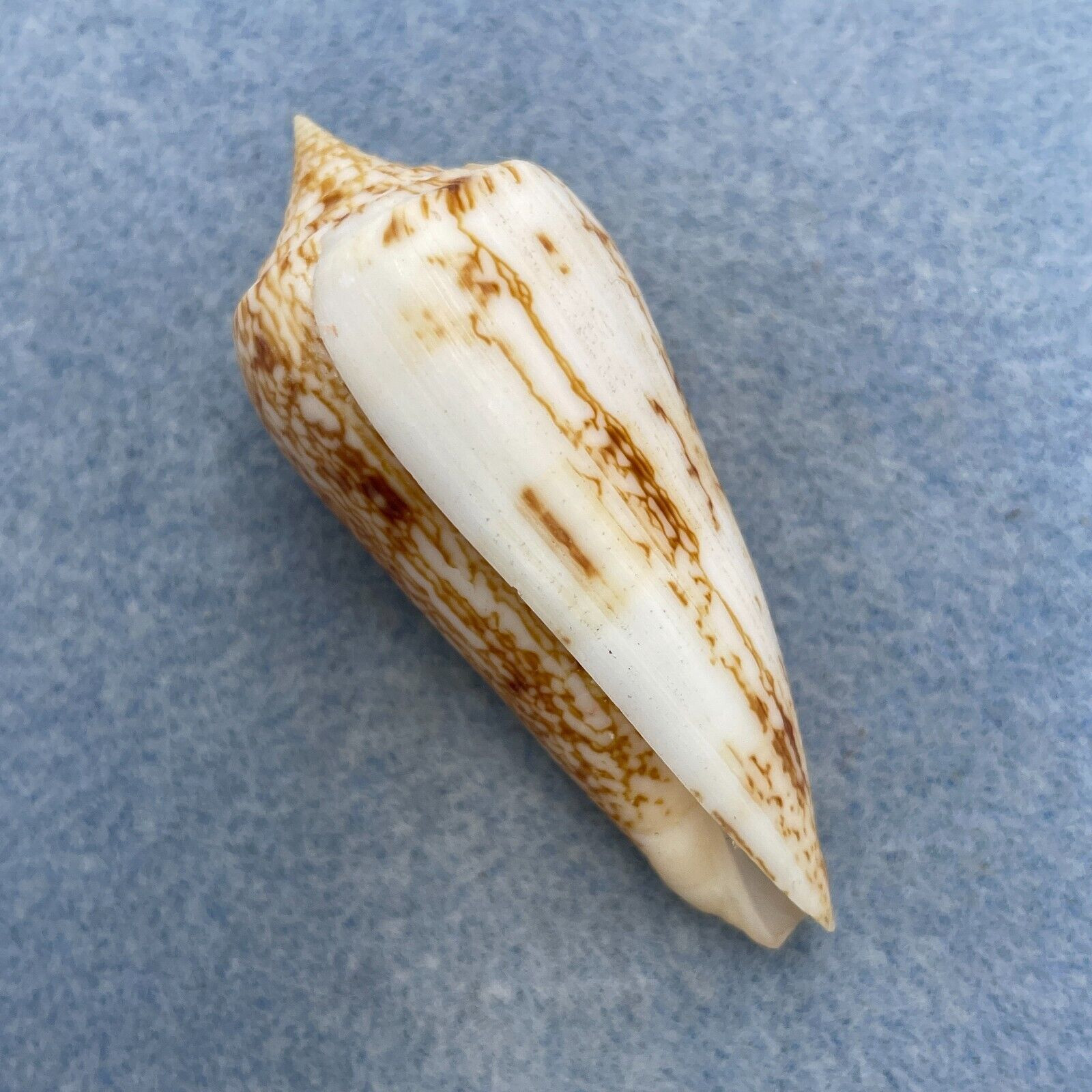 #10 Conus neptunus 59.2mm F++ Philippines - Cerulean Specimen Shells