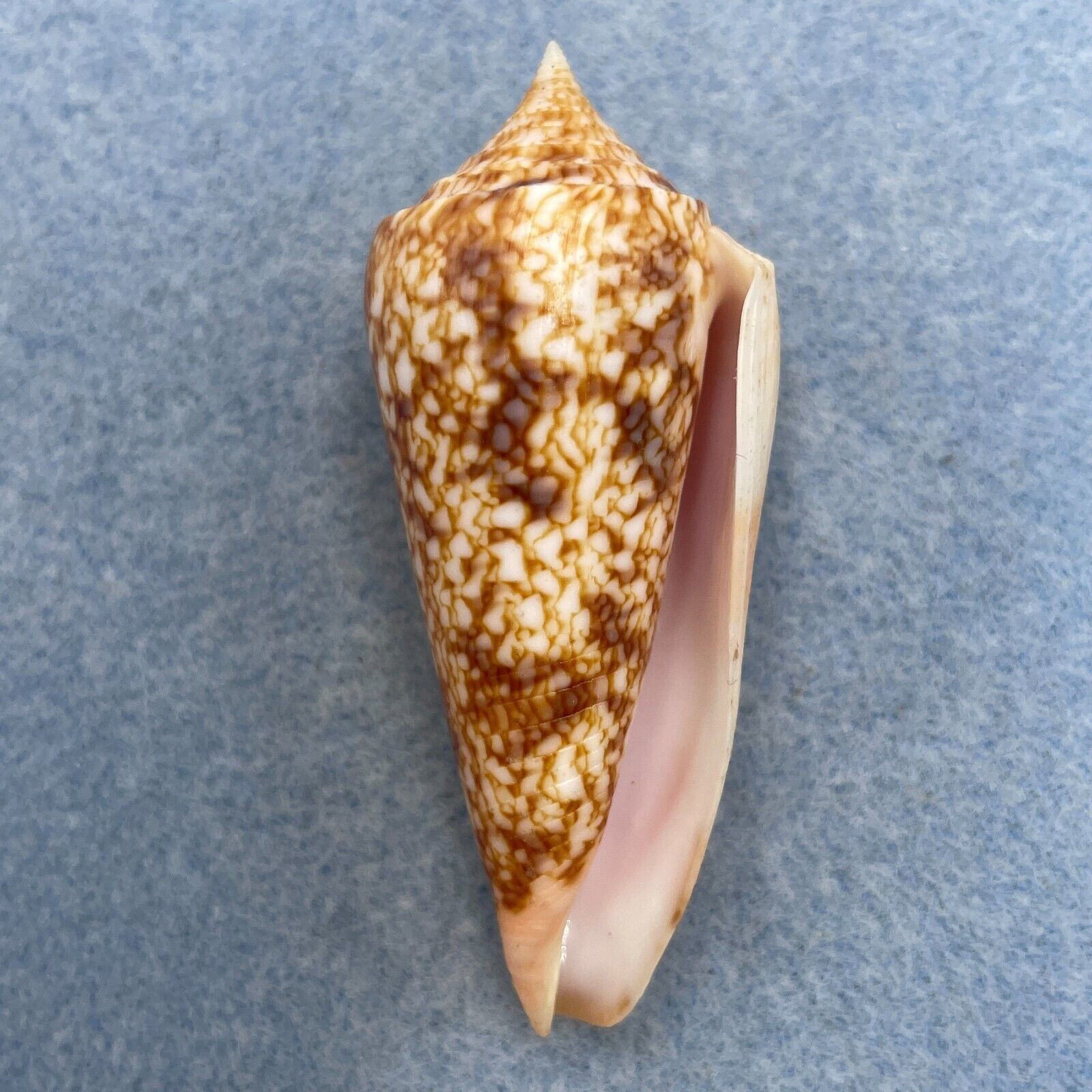 #12 Conus neptunus 62.2mm F++ Philippines - Cerulean Specimen Shells
