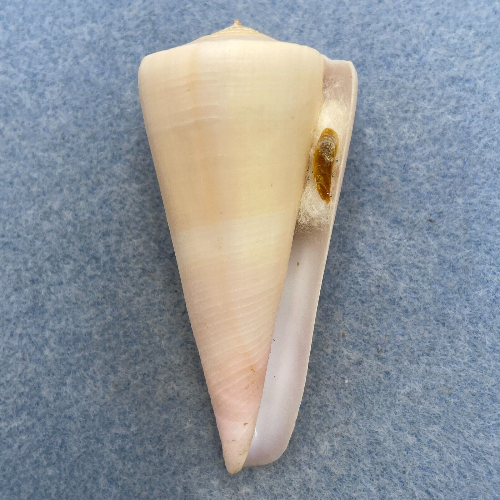 #5 Conus kintoki 60.2mm F++ W/O Segud, Cebu, Philippines Netted 75 ...