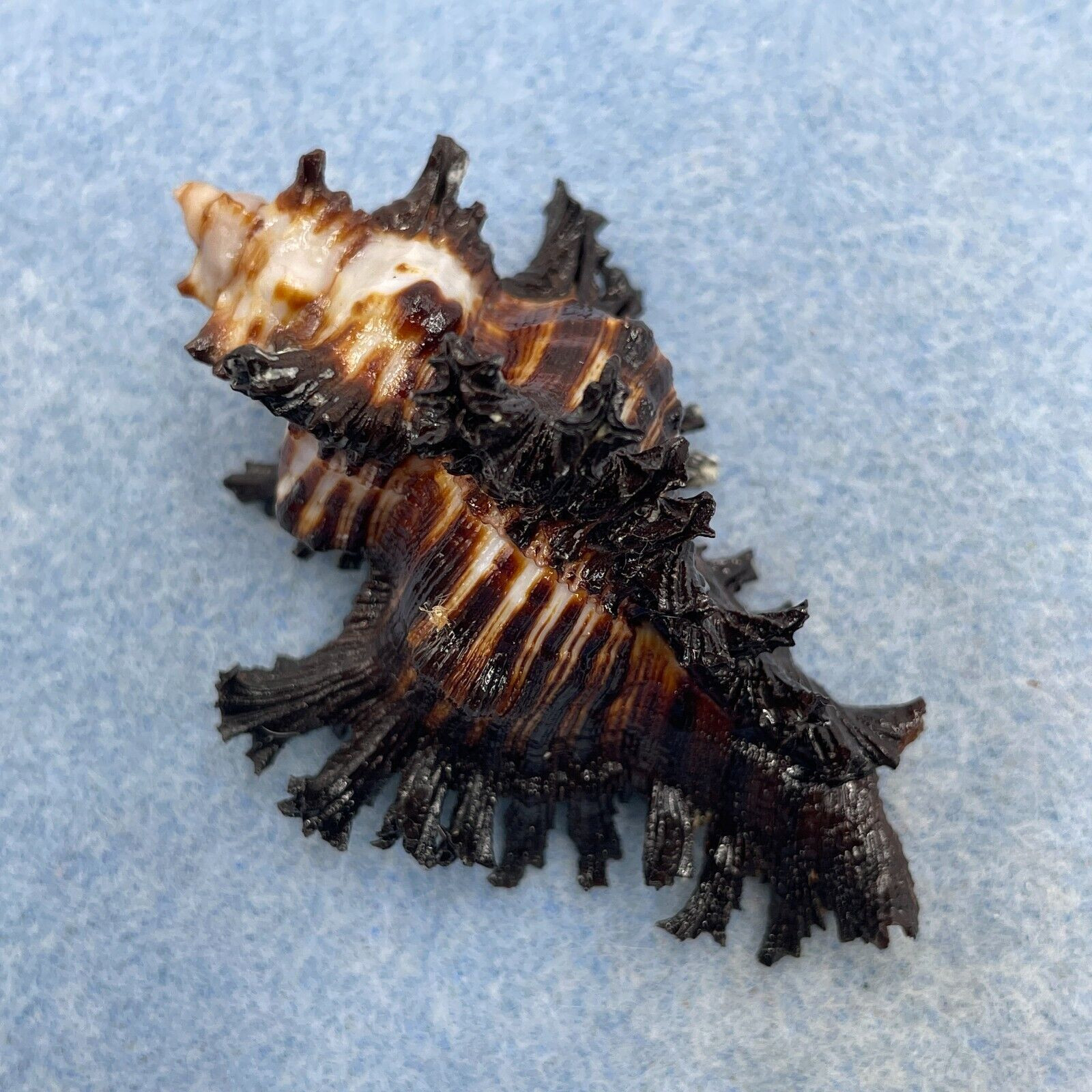 #18 Chicoreus brunneus 63.8mm F++ Philippines - Cerulean Specimen Shells