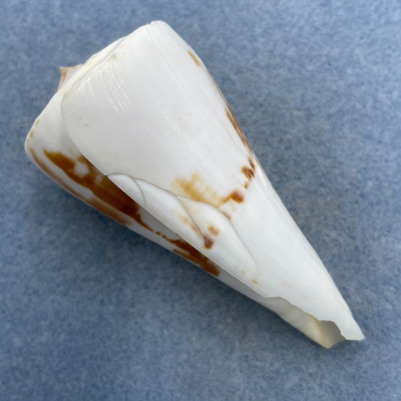 #28 Conus tribblei 73.8mm F+ (Lip Chip) Sulu Sea, Philippines ...