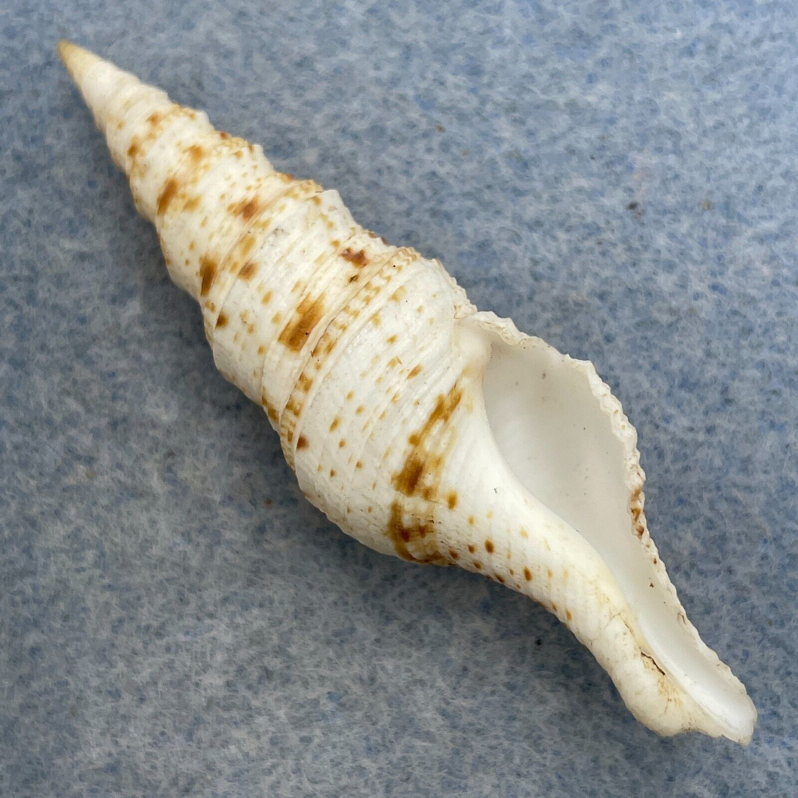 #6 Turris crispa variegata 57.7mm F++ Dredged, Madras, India - Cerulean ...