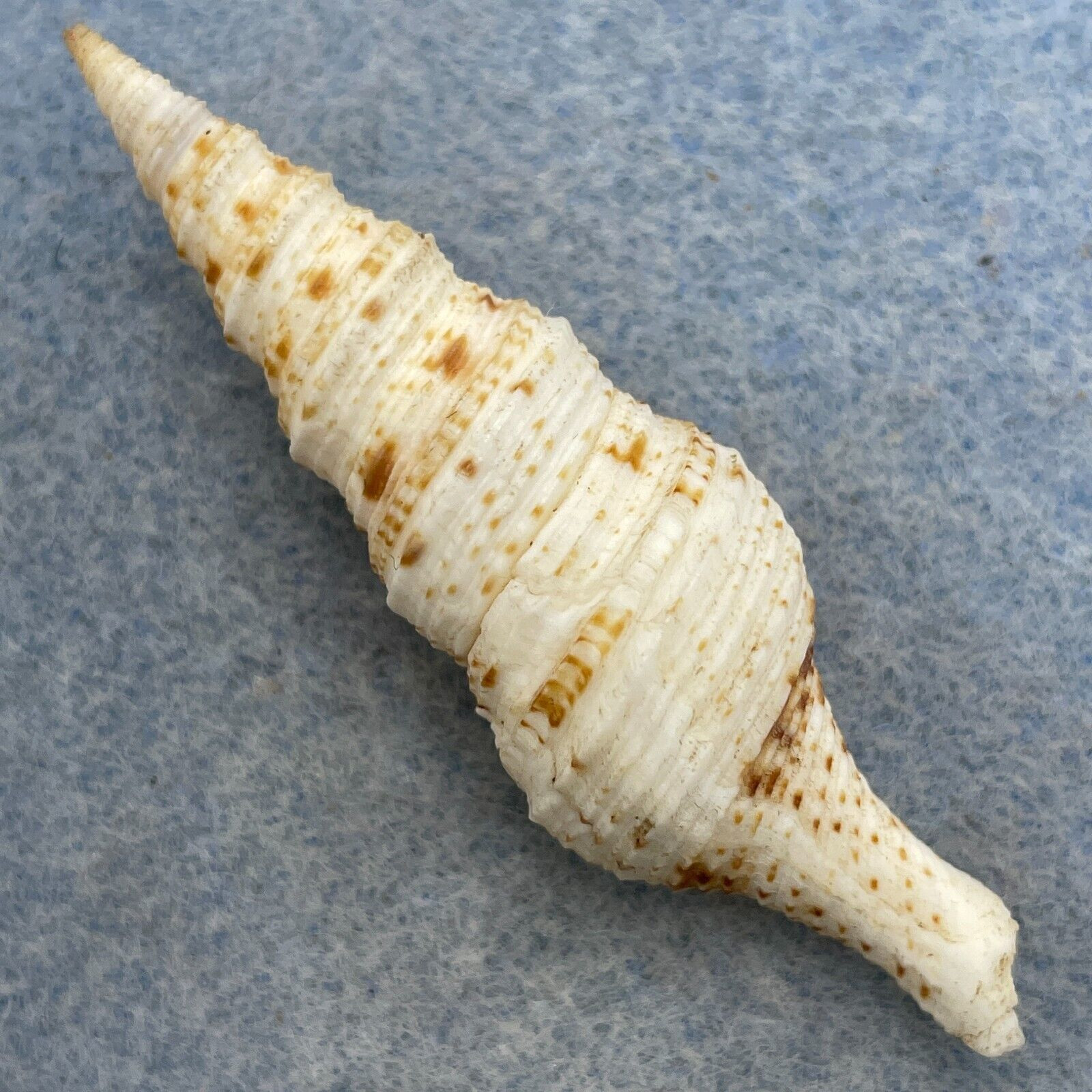 #6 Turris crispa variegata 57.7mm F++ Dredged, Madras, India - Cerulean ...