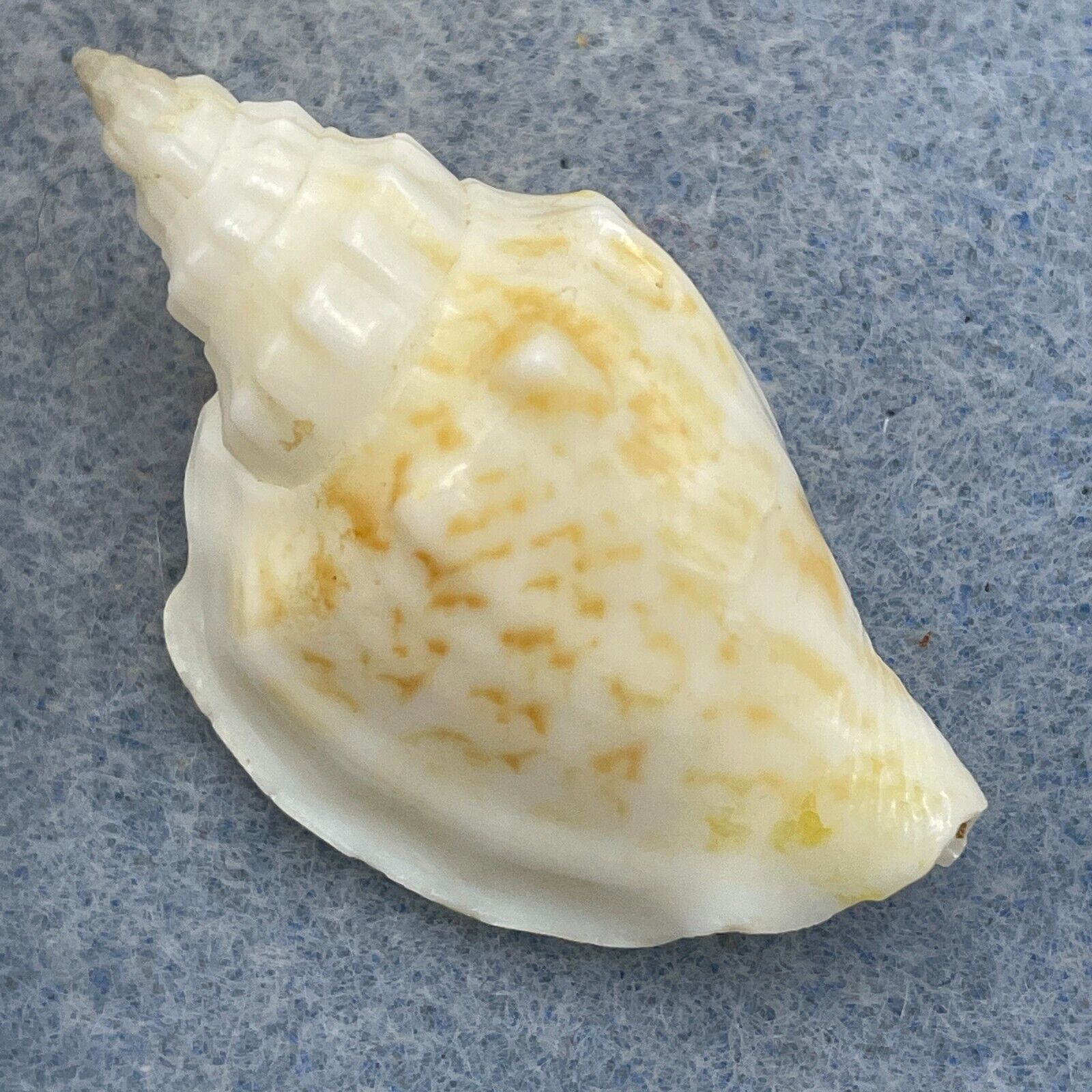 #3 Strombus variabilis 37.6mm F+ Palawan, Philippines, Shallow Water ...