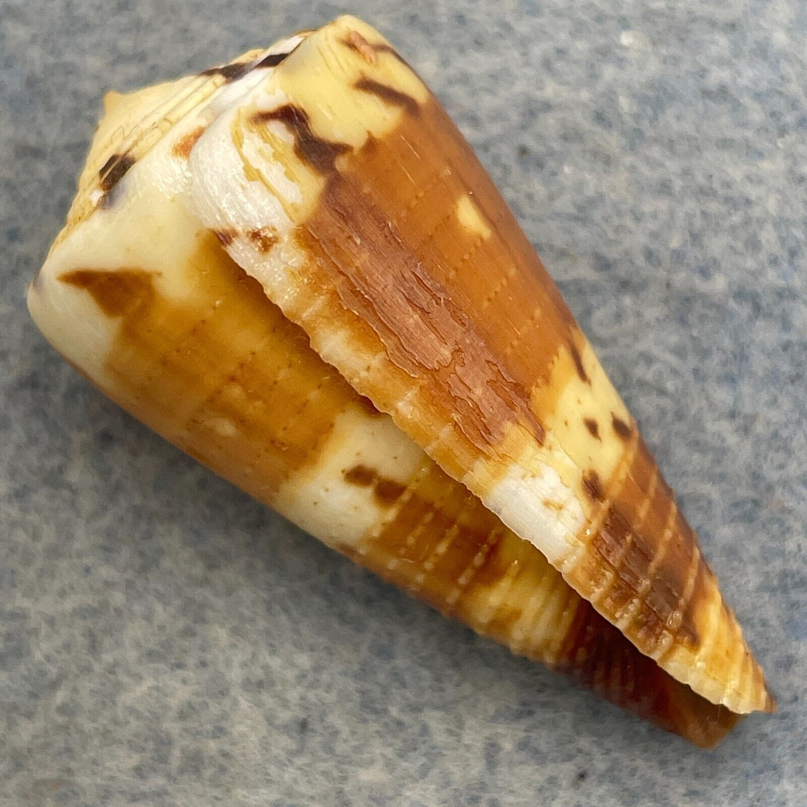 #5 Conus vitulinus 36.6mm F+ Cebu, Philippines - Cerulean Specimen Shells