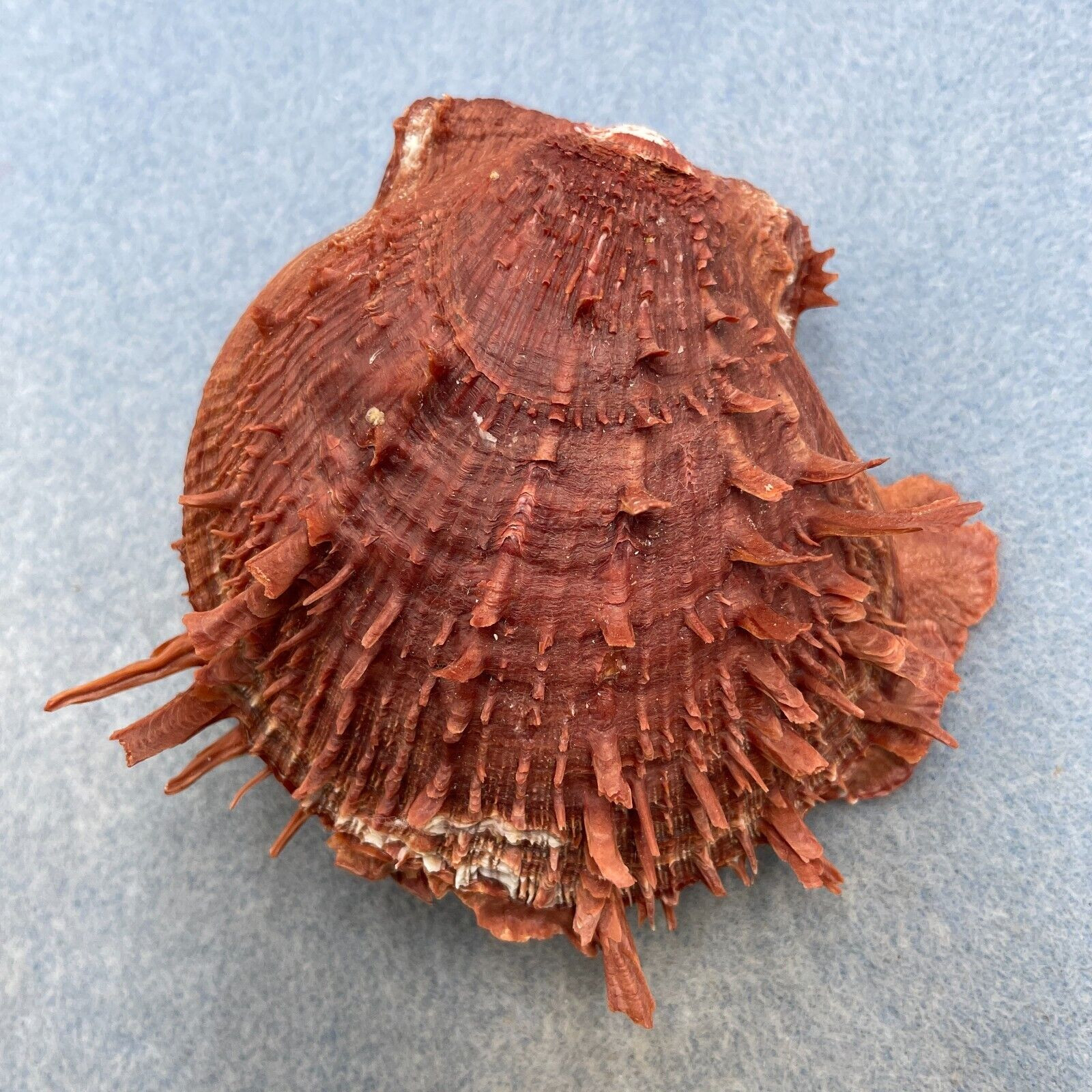 Spondylus ictericus 85.8mm F+ No Data - Cerulean Specimen Shells