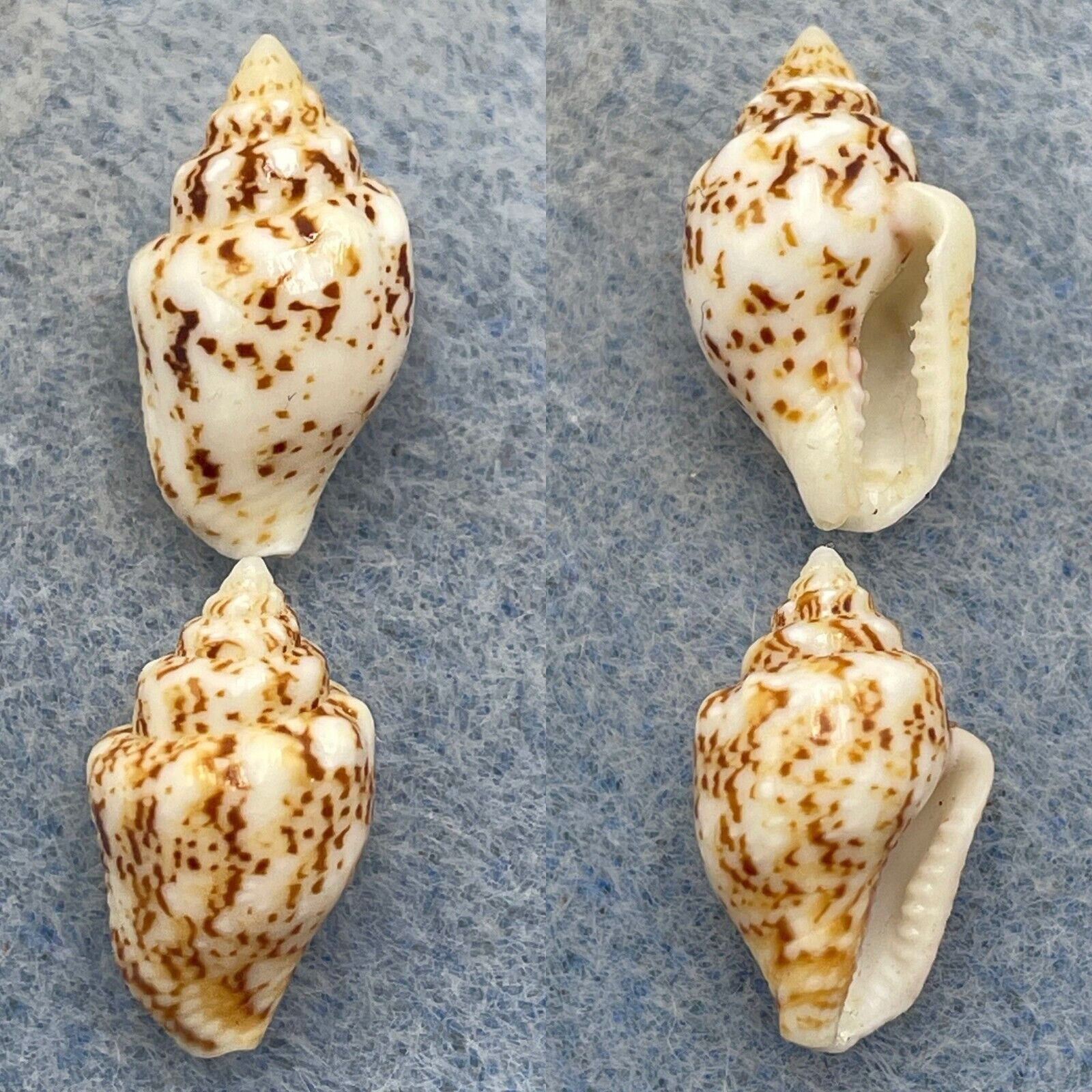 #10 Euplica scripta 15-16mm F+/++ Kii, Japan - Cerulean Specimen Shells