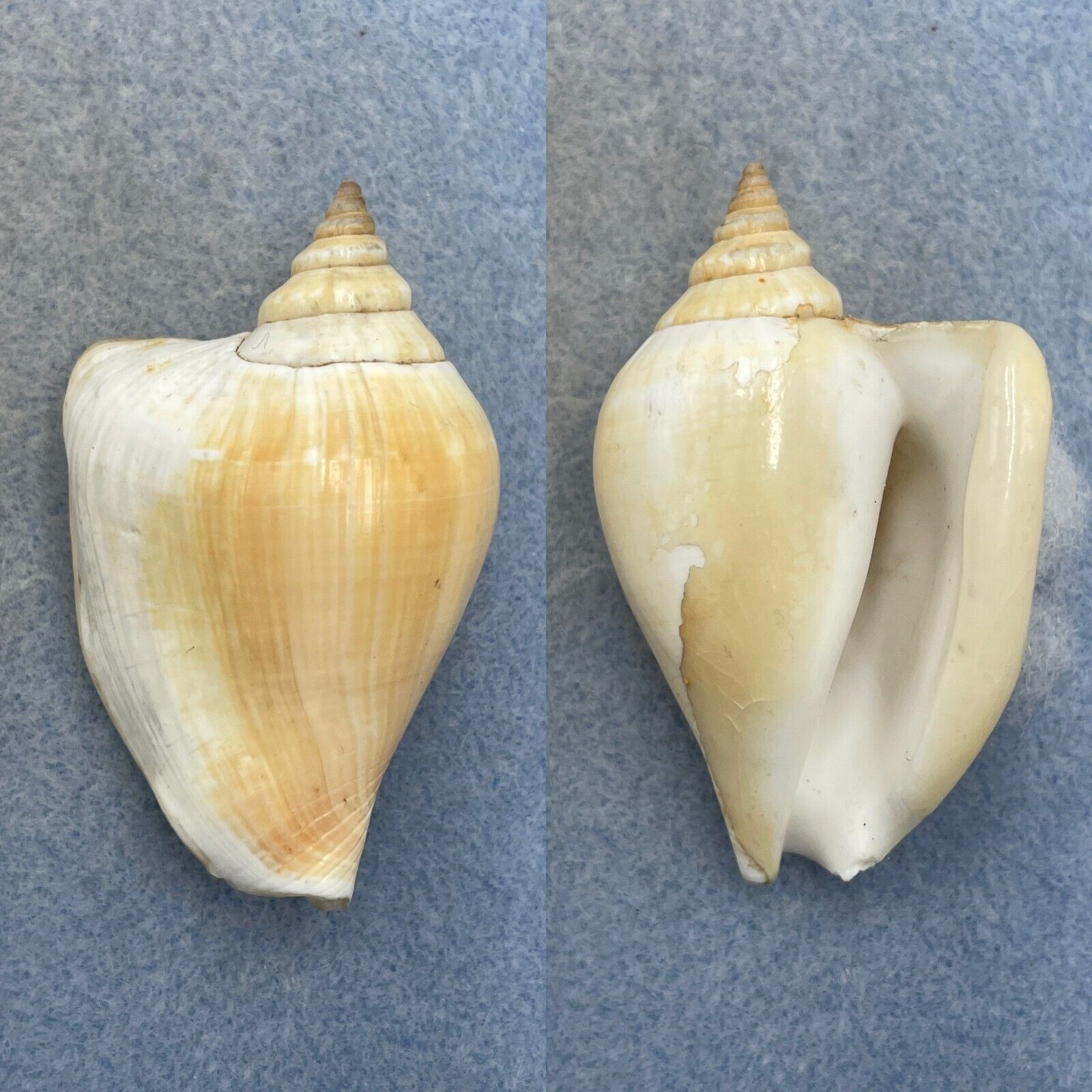 Strombus (Laevistrombus) canarium 56.4mm F+ Dived 2-6', Polilio Is ...