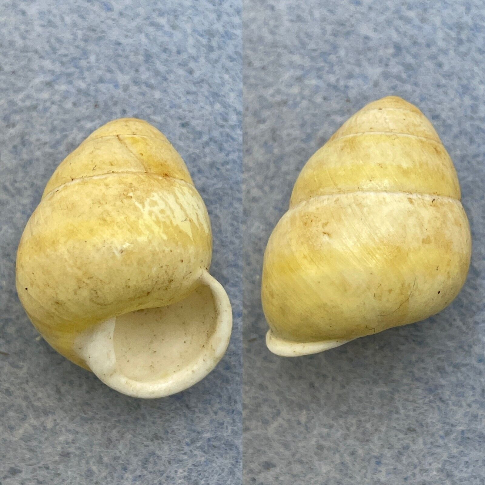 #3 Helicostyla annulata 26.4mm F++ Locos Norte, Luzon Island ...