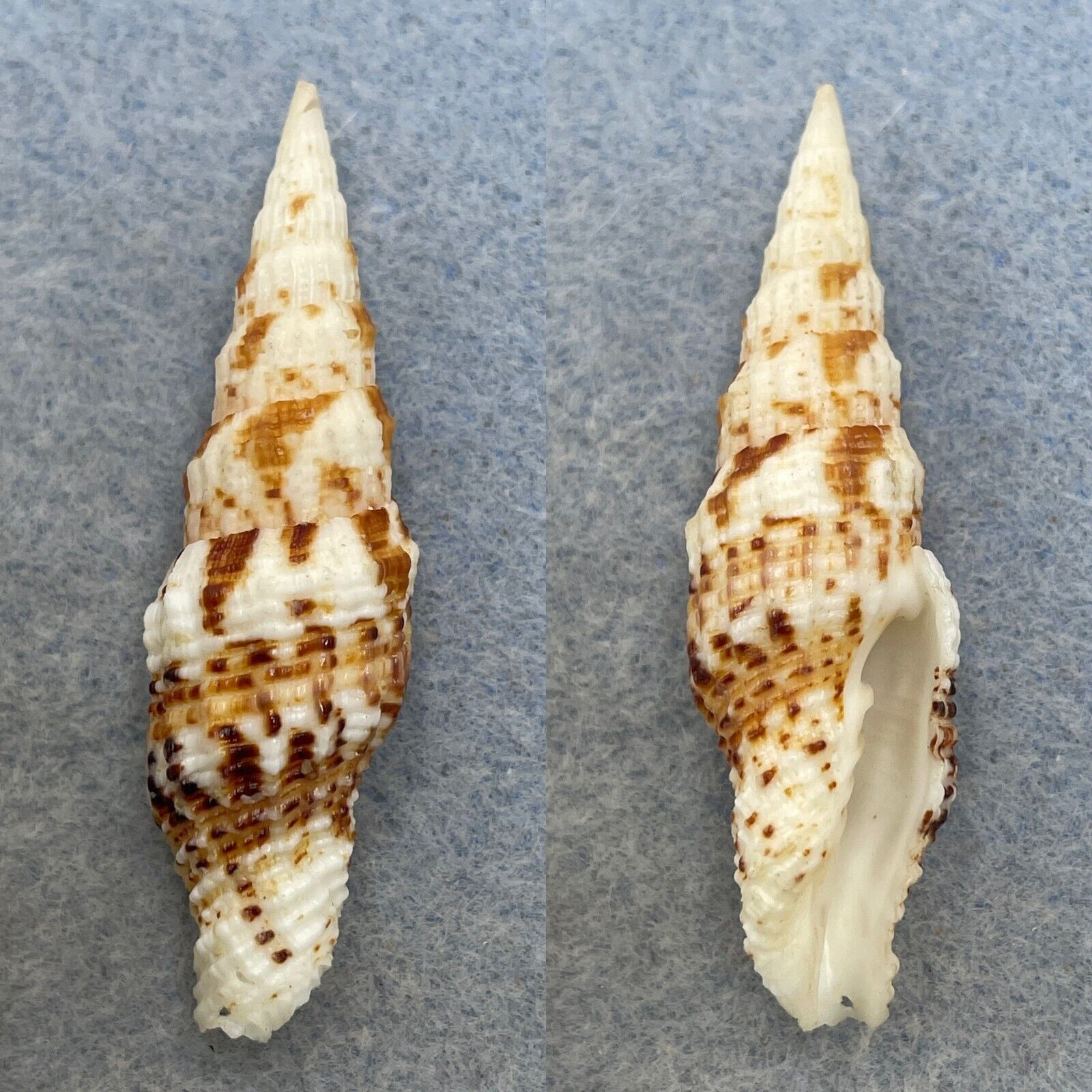 #3 Vexillum mirabile 51mm F+ Philippines - Cerulean Specimen Shells