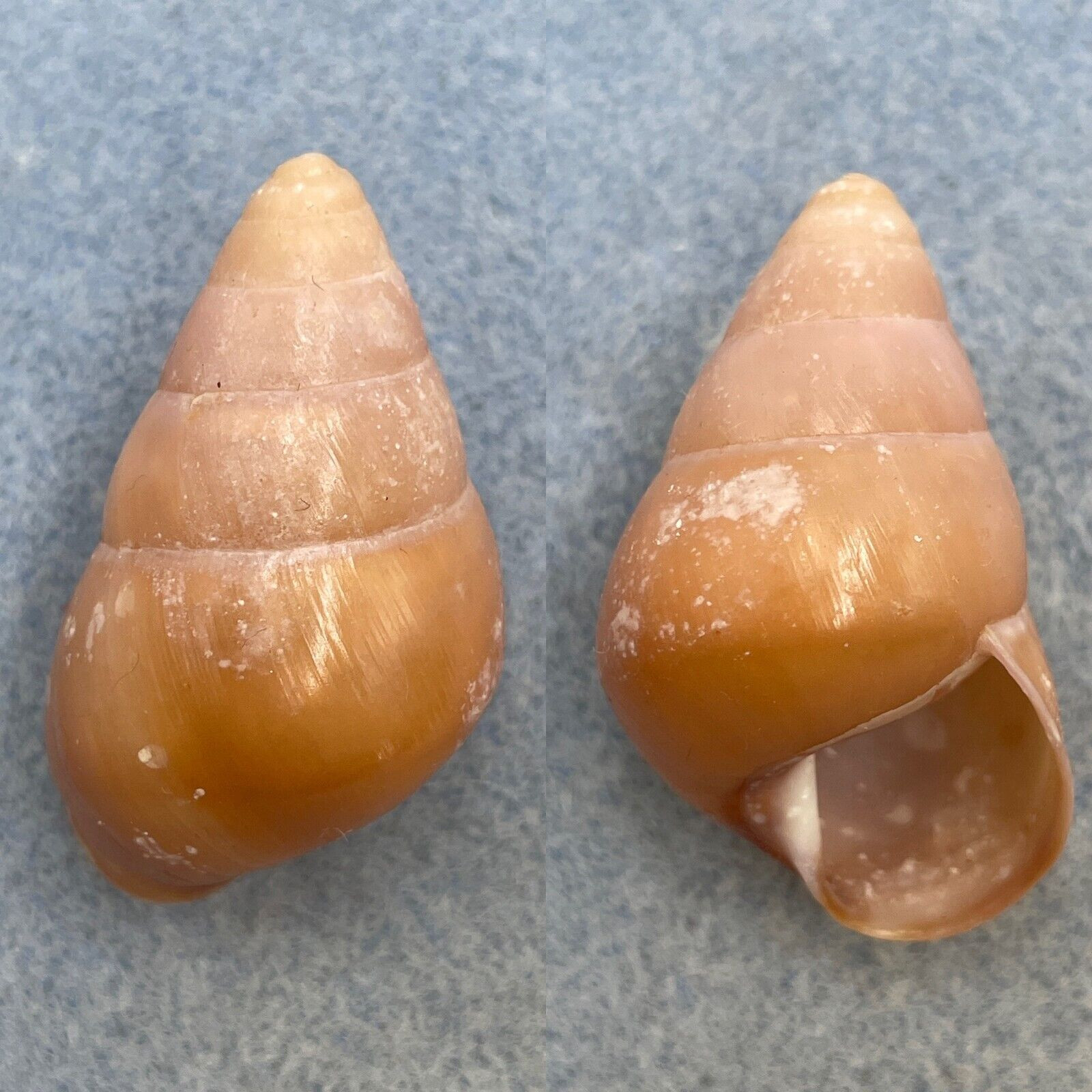 Chrysallis fischeri semistrigata 38.2mm F+ Calamianes Is. Philippines ...