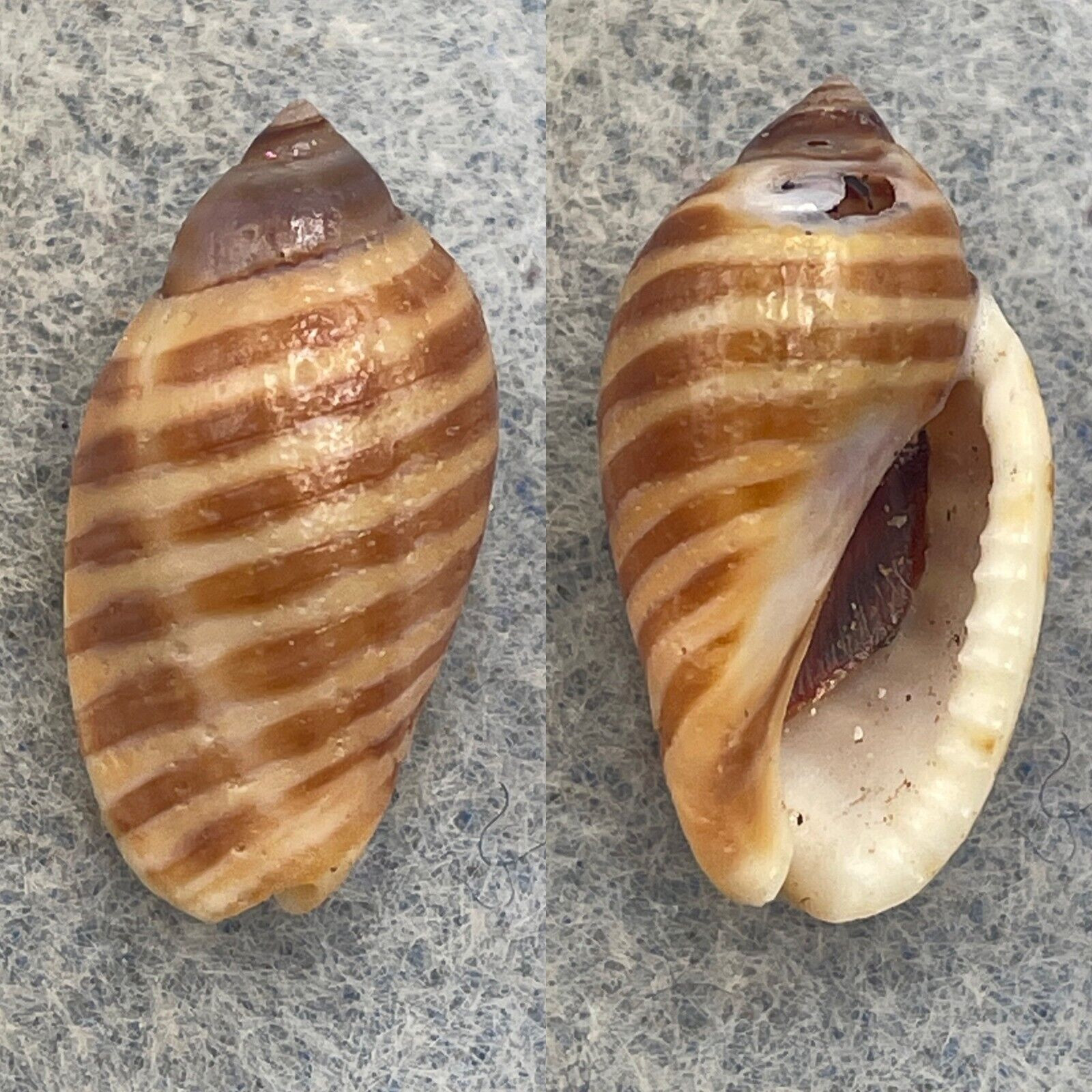 #5 Vexilla vexillum 18.3mm F+ W/O Philippines - Cerulean Specimen Shells