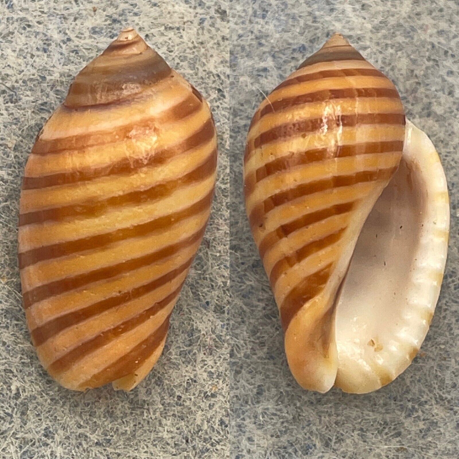 #4 Vexilla vexillum 17.6mm F+ Philippines - Cerulean Specimen Shells