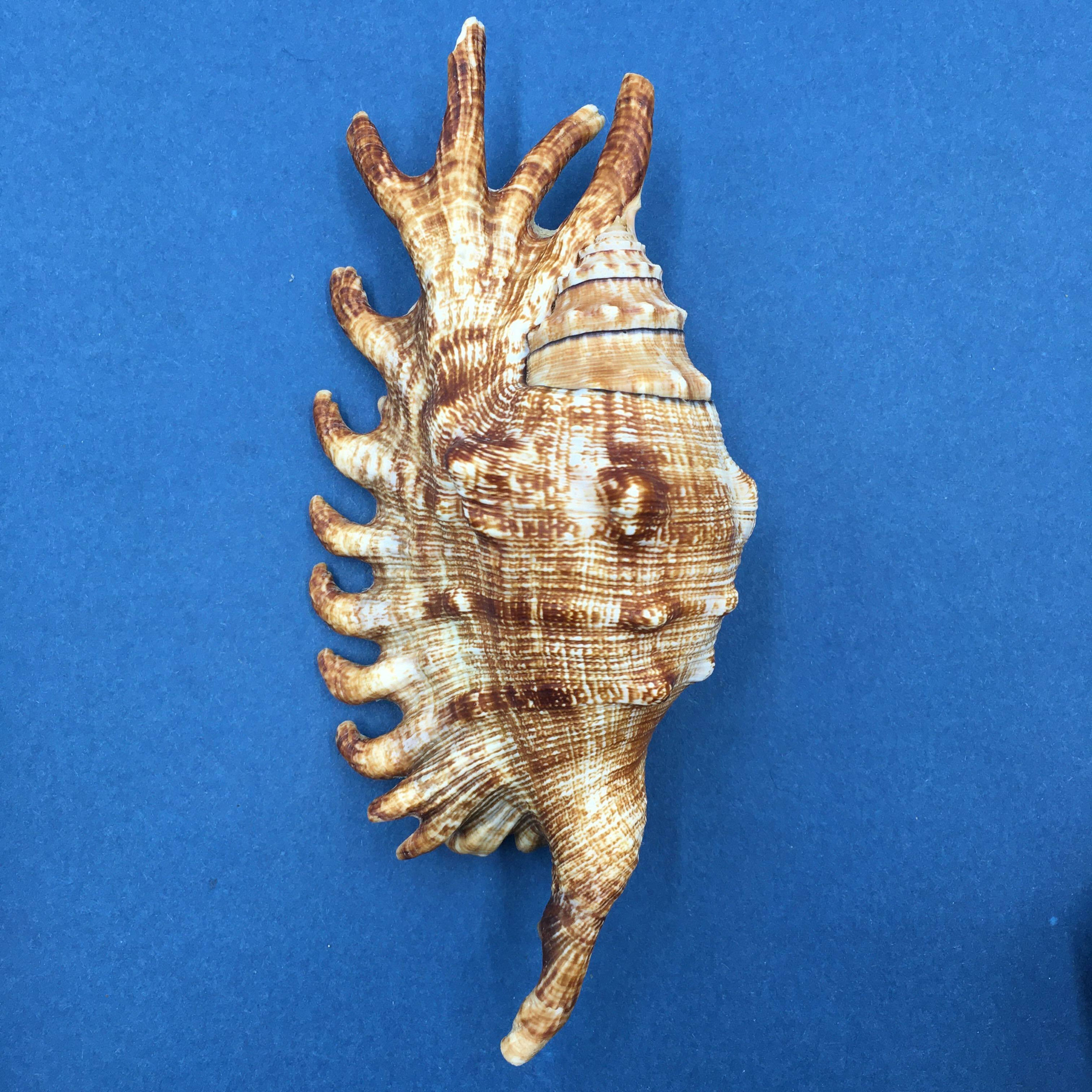 Strombidae - Page 1 - Cerulean Specimen Shells