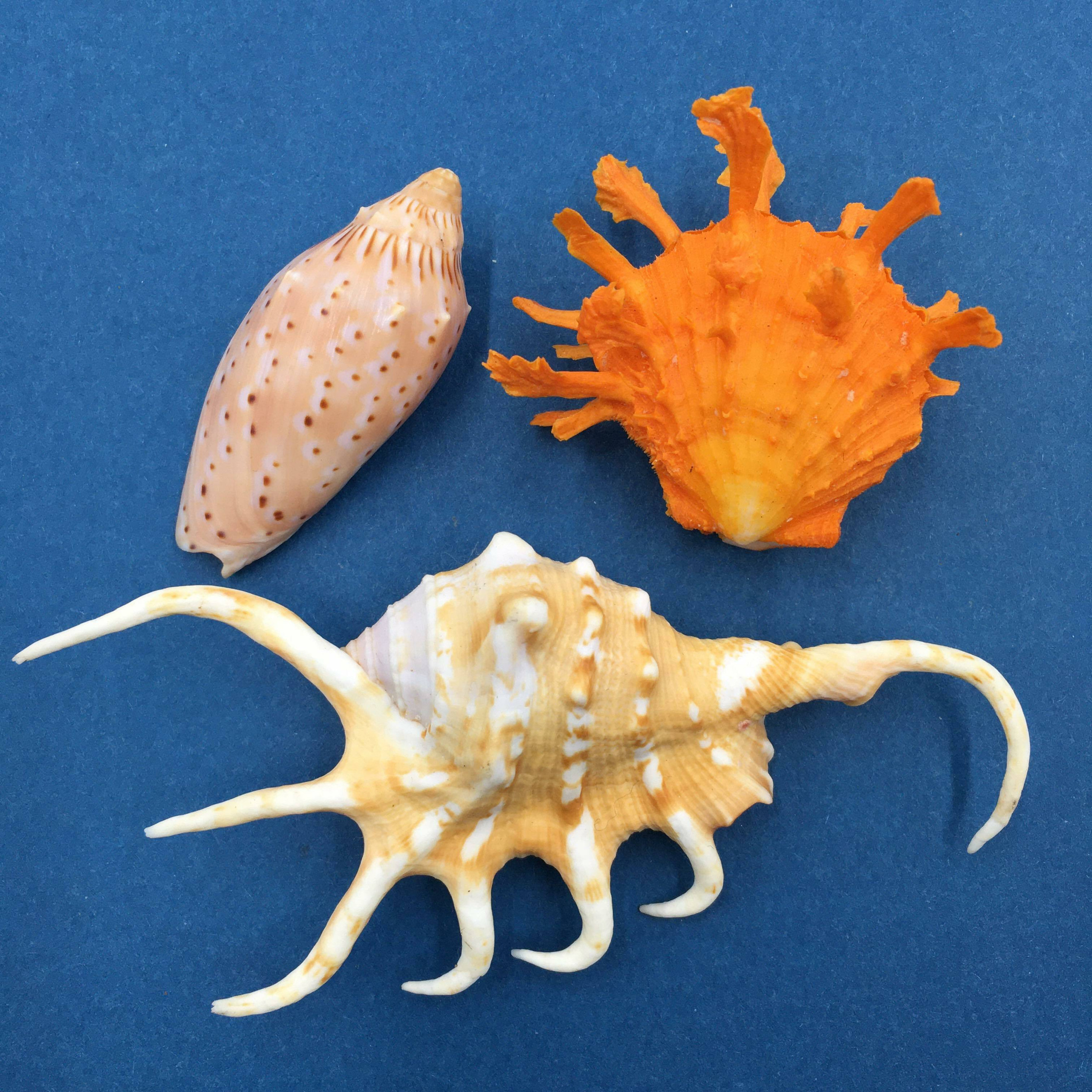 Cerulean Specimen Shells