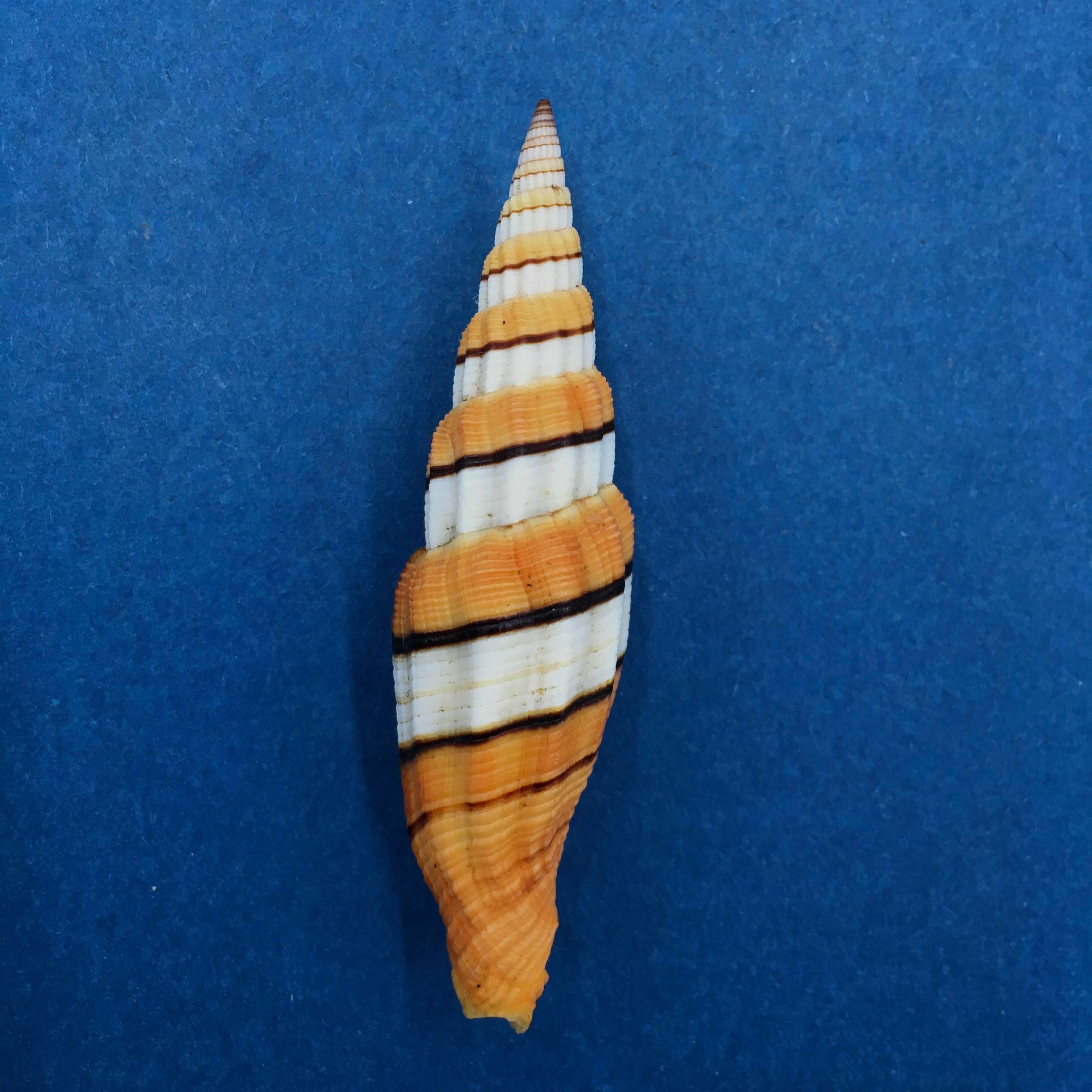 Cerulean Specimen Shells