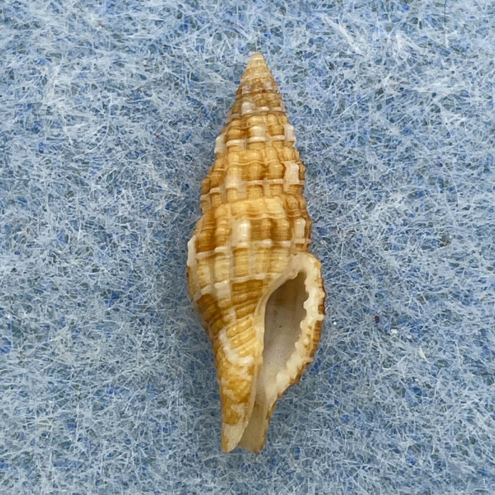 Buccinidae - Page 1 - Cerulean Specimen Shells
