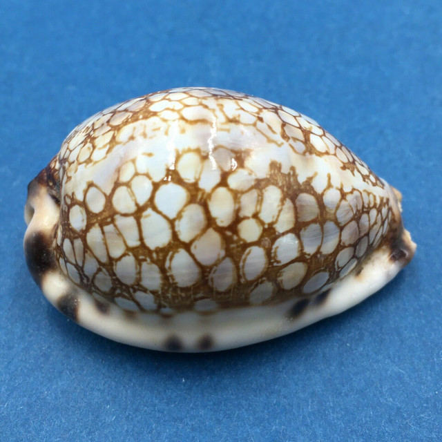 Cypraeidae - Page 1 - Cerulean Specimen Shells