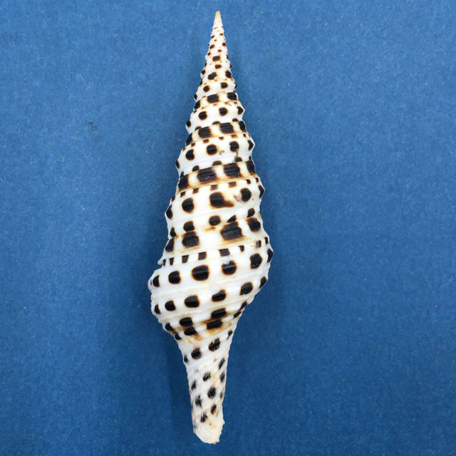 Turridae - Page 1 - Cerulean Specimen Shells