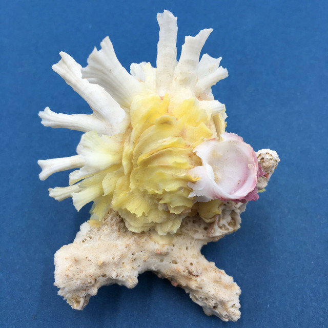 Bivalves - Chamidae - Cerulean Specimen Shells