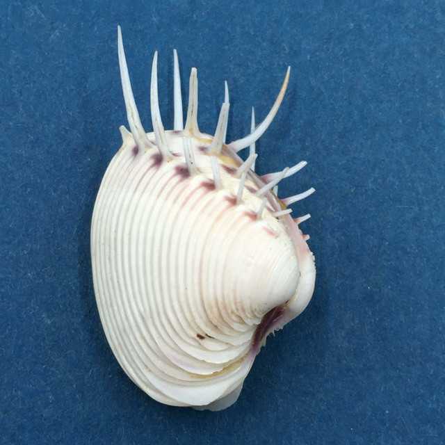 Bivalves - Veneridae - Page 1 - Cerulean Specimen Shells