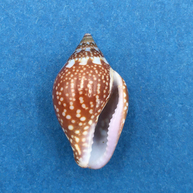 Columbellidae - Page 1 - Cerulean Specimen Shells