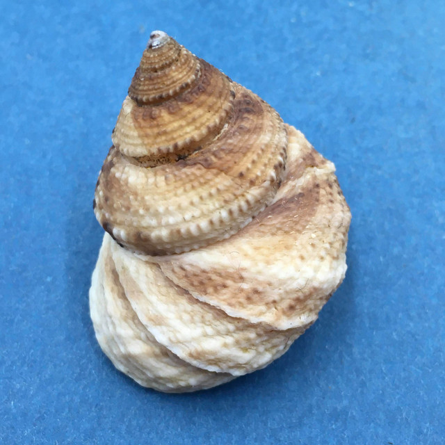 Chilodontidae - Cerulean Specimen Shells