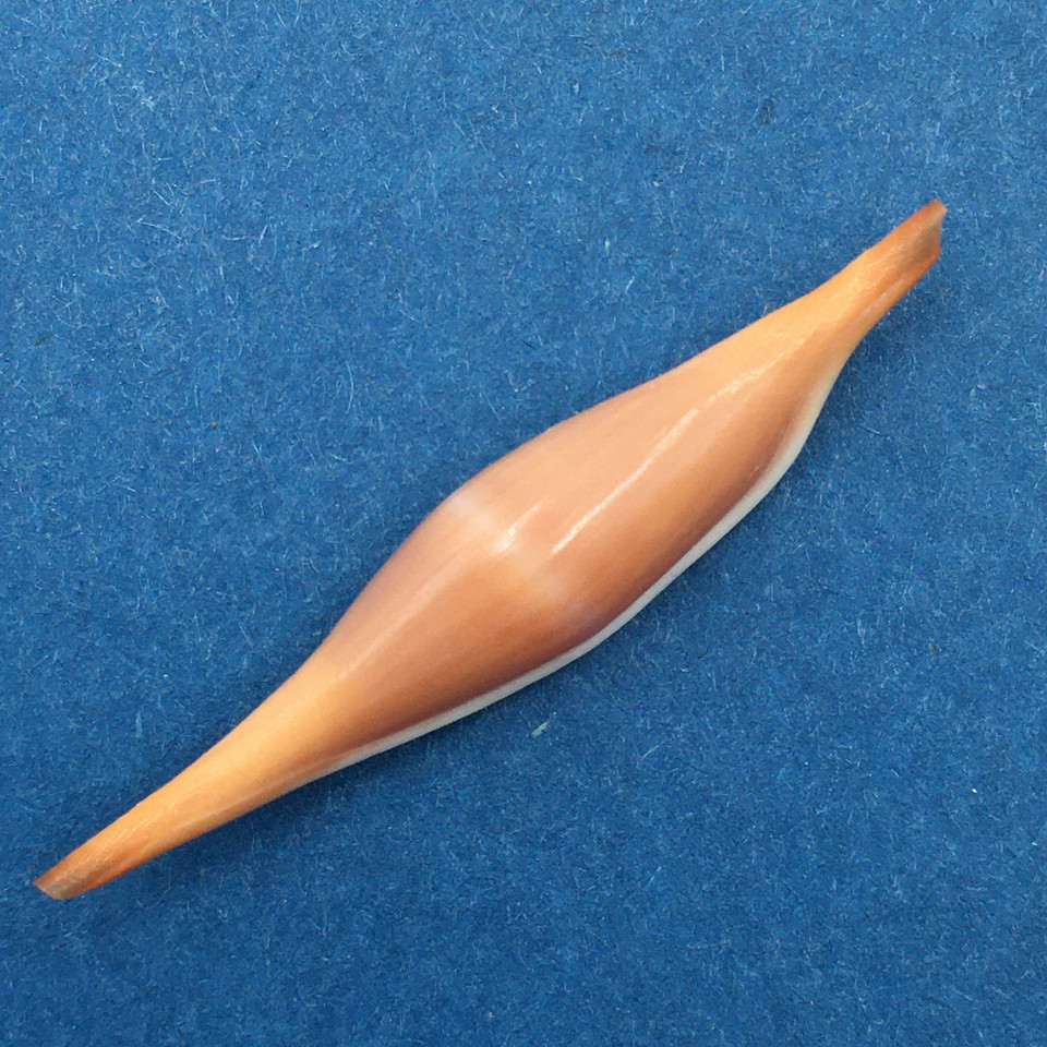 Ovulidae - Cerulean Specimen Shells