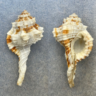 #7 Cymatium (Ranularia) exilis 51.9mm F+ Cebu, Philippines - Cerulean Specimen Shells