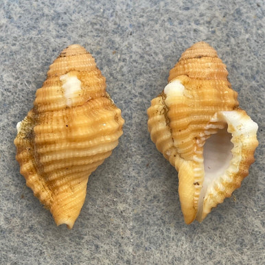 #2 Septa occidentalis 24.2mm F++ Crabbed 50-70' Boynton Beach, Florida ...