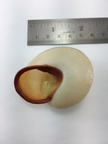 Pyrochilus pyrostoma Landsnail 57.3mm Maluku Indonesia Data - Cerulean ...