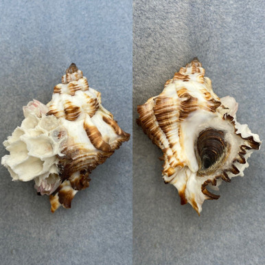 #2 Hexaplex cichoreum depressospinosus 72.9mm F+ W/Attachment W/O ...