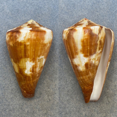 #13 Conus vexillum 58.4mm F+ (Rough Lip) Port Moresby, Australia, Under ...