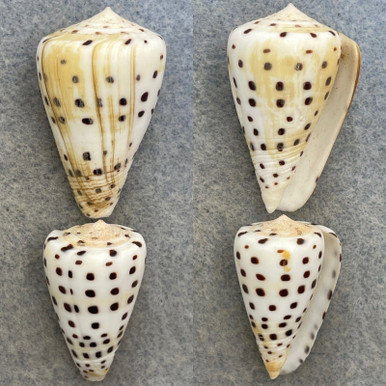 #1 Conus eburneus 28-35mm F+ Philippines - Cerulean Specimen Shells