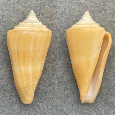 #13 Conus furvus 42mm F++ Bantayan Island, Cebu, Philippines - Cerulean ...