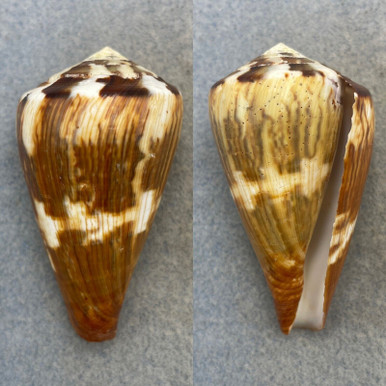 #1 Conus vexillum 60.5mm F+ (Rough Lip) Philippines - Cerulean Specimen ...