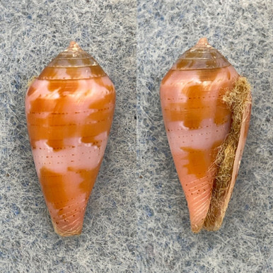 #12 Conus corallinus 18.5mm F+ Philippines - Cerulean Specimen Shells