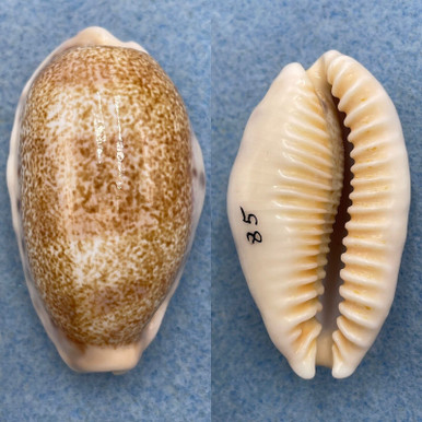 #7 Cypraea caurica elongata 49.9mm Gem Zanzibar - Cerulean Specimen Shells