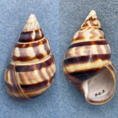 #17 Liguus fasciatus floridanus 48mm F++ Pinecrest #2 Collected 1931 ...