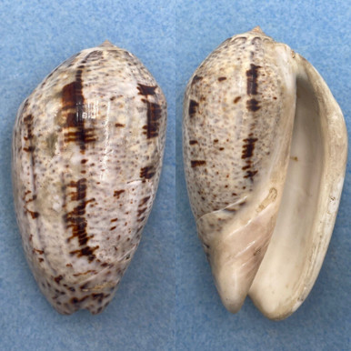 #2 Oliva incrassata HUGE 82.9mm Dead Collected, No Data - Cerulean ...