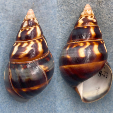 #13 Liguus fasciatus castaneus 51.9mm F+/++ Fairchild Hammock Coll ...