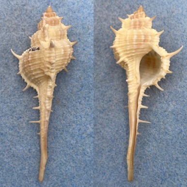 #1 Murex trapa 70.9mm F++ Hong Kong - Cerulean Specimen Shells