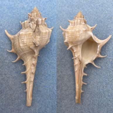 #1 Murex occa 71.4mm F+ China Sea - Cerulean Specimen Shells