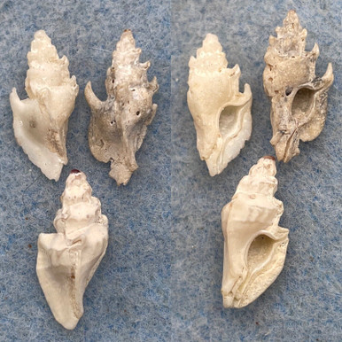 Prototyphis angasi 17-18mm F Port Jackson, Australia - Cerulean ...