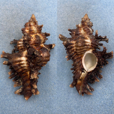 #8 Chicoreus brunneus flavicunda 81.1mm F/+ Calapan, Philippines - Cerulean Specimen Shells